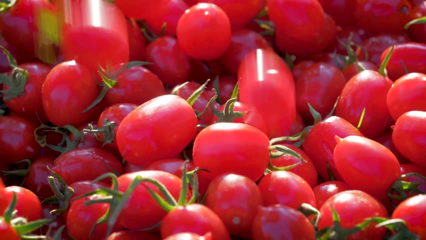 Tomato and other vegetables image - Free stock photo - Public Domain ...