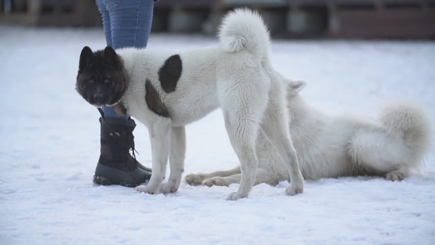 samoyed akita dogs Stock Footage Video (100% Royalty-free) 1025603486 ...