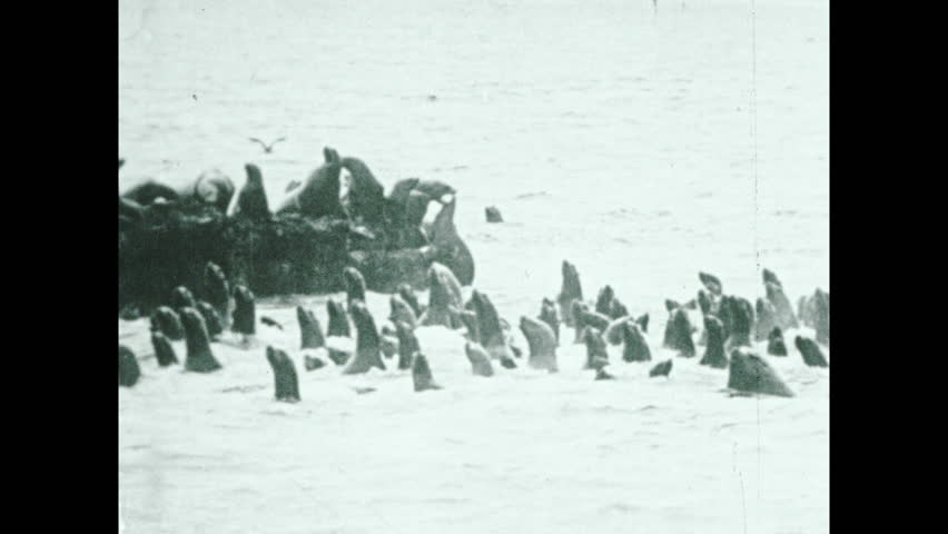 Pathogram Stock Video Footage - 4K and HD Video Clips | Shutterstock