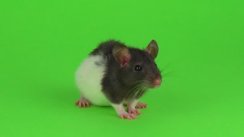 Rat Green Screen Stock Footage Video (100% Royalty-free) 1025698085 ...
