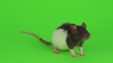 Rat Green Screen Stock Footage Video (100% Royalty-free) 1025698100 ...