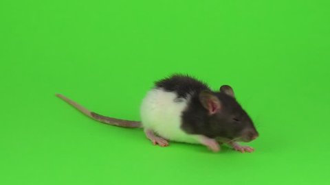 Rat Green Screen Stock Footage Video (100% Royalty-free) 1025698103 ...