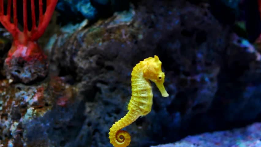 133 Seahorse eye Stock Video Footage - 4K and HD Video Clips | Shutterstock