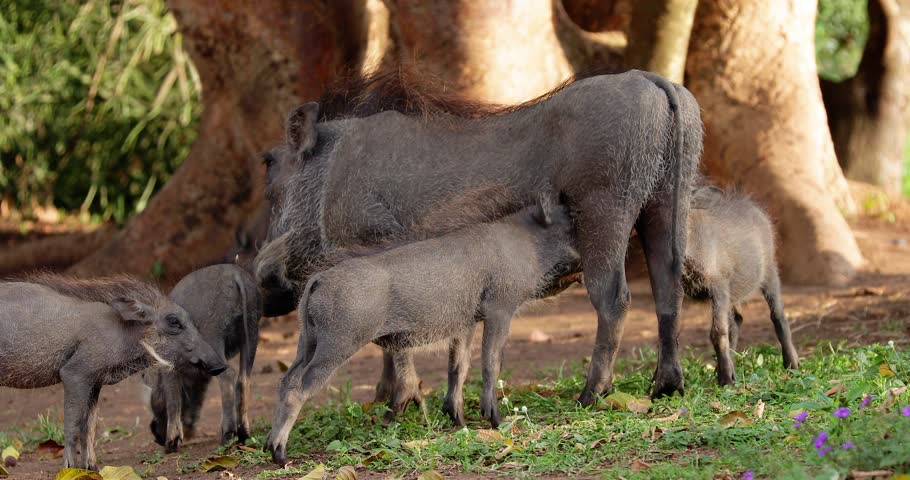 Warthog Family in the Savannah, Stock Footage Video (100% Royalty-free ...