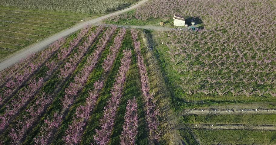 Peach Fields Peach Blossom Stock Footage Video (100% Royalty-free ...