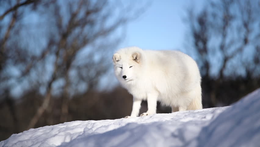 The Arctic Fox of Scandinavia Stock Footage Video (100% Royalty-free ...