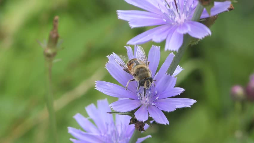 Purple Flower in the Chicago Botanical Gardens image - Free stock photo ...