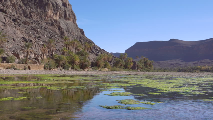 Beautiful Oasis Landscape in Oasis Stock Footage Video (100% Royalty ...