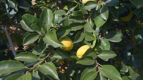 Picara Plant Scientific Name Excoecaria Cochinchinensis Stock Photo ...