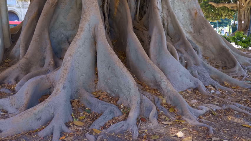 big ficus valencia banyan tree - Stock Footage Video (100% Royalty-free ...