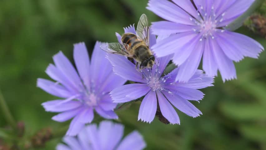 Purple Flower in the Chicago Botanical Gardens image - Free stock photo ...