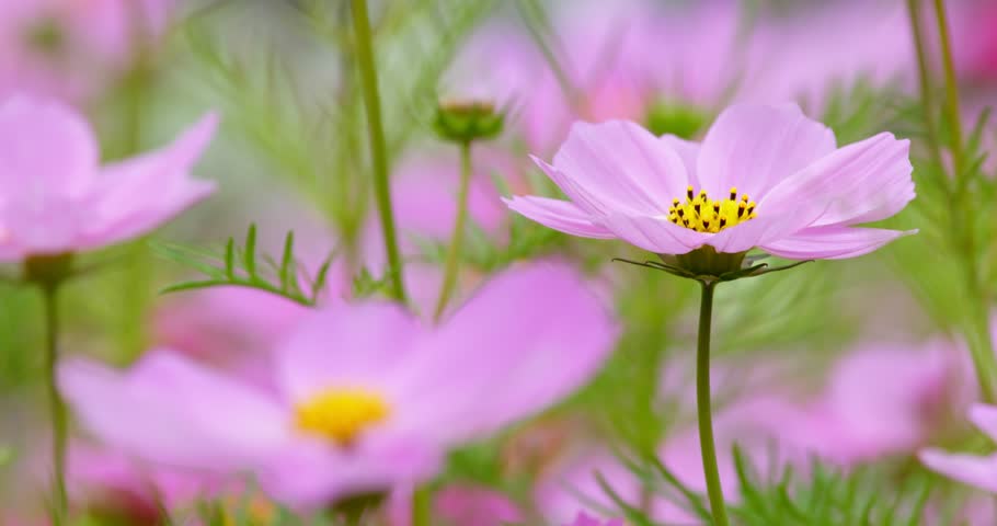 Cosmo Flower Stock Video Footage - 4K and HD Video Clips | Shutterstock