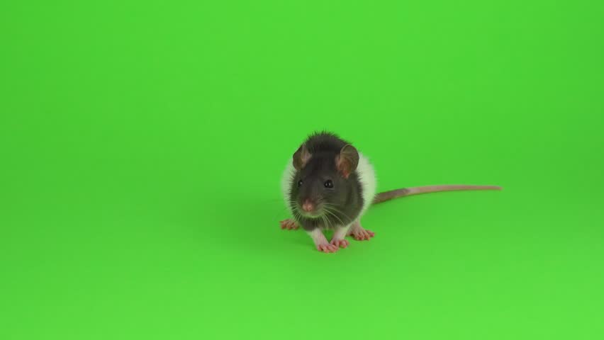 Rat On a Green Background Stock Footage Video (100% Royalty-free ...