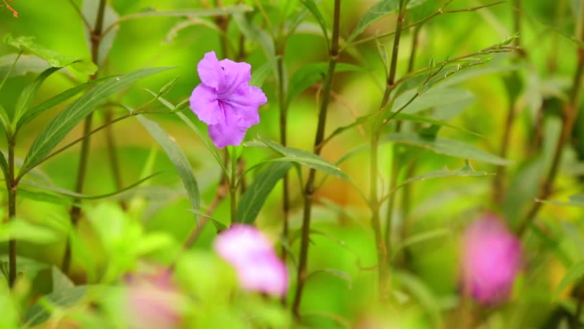 ruellia tuberosa minnie root fever snapdragon Stock Footage Video (100% ...