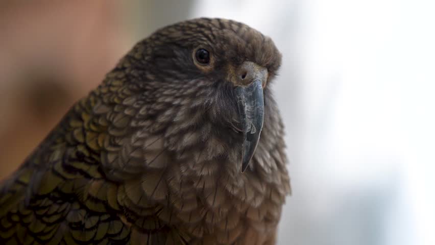 Kea Wing in New Zealand image - Free stock photo - Public Domain photo ...