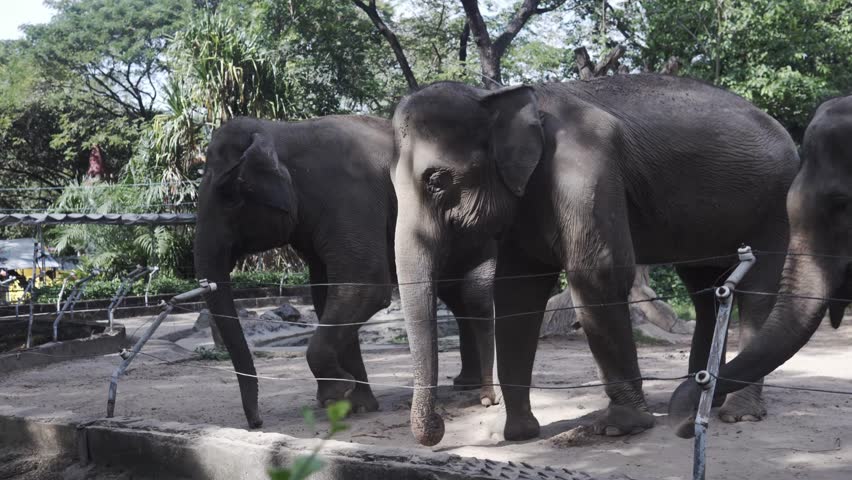 Elephants in the Vietnamese Zoo. Stock Footage Video (100% Royalty-free ...