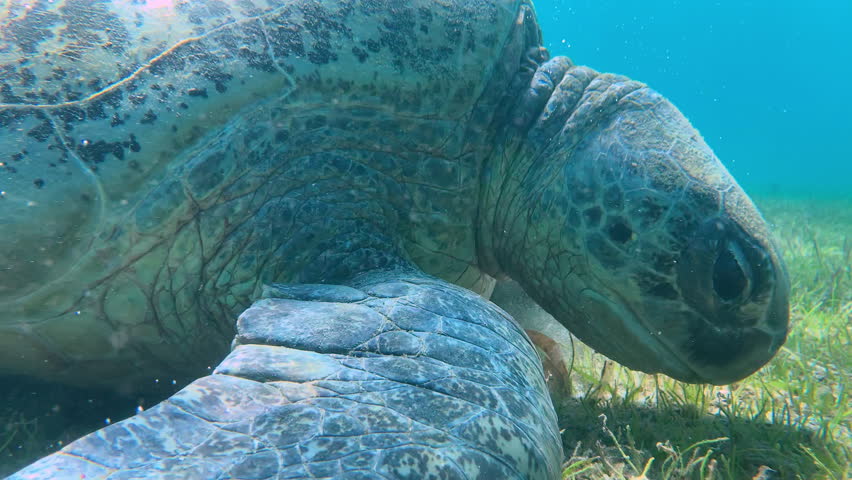 underwater green turtle eating some sea Stock Footage Video (100% ...