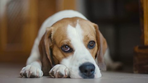 Sad Beagle Face Stock Photo 750425647 | Shutterstock