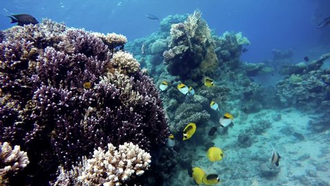 Beautiful Colorful Rich Coral Reefs Yabiji Stock Photo (Edit Now ...