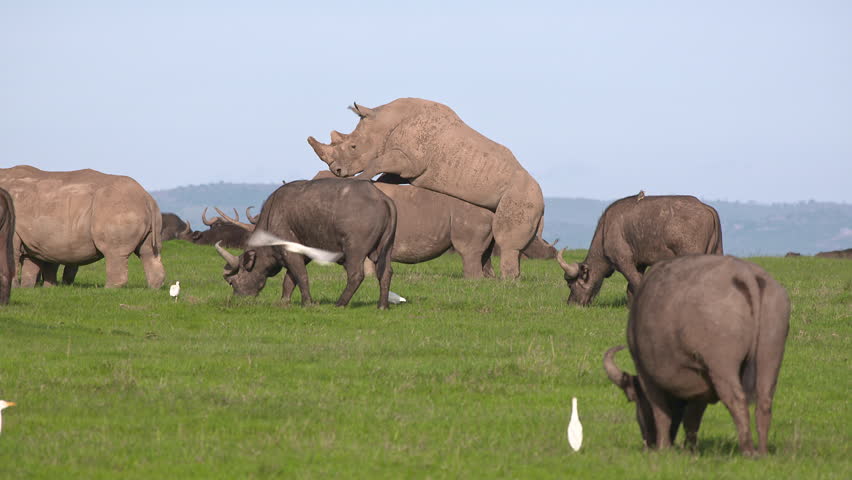 rhinozeros copulation surrounded by buffalos kenya Stock Footage Video ...