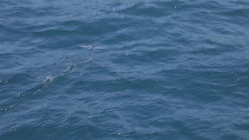 A Flying Fish, Exocoetidae, Leaps Stock Footage Video (100% Royalty ...