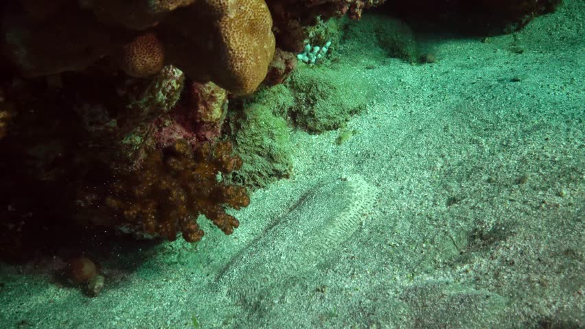 moses sole pardachirus marmoratus fish buried: Stockvideos ...