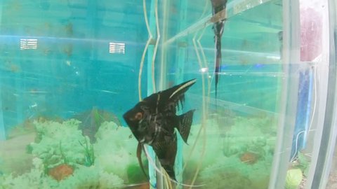 Beautiful Black Fish Swimming Fish Tank Stock Footage Video (100% ...