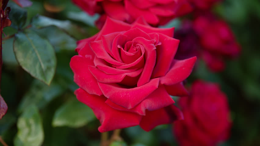 beautiful red rose moving gently wind Stock Footage Video (100% Royalty ...