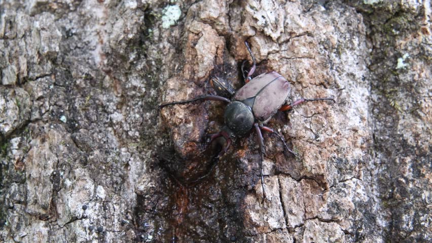 Beetles(helota Fulviventris Kolbe),(dicranocephalus Adamsi) Sucking ...