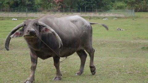 Big Brahma Bull Defecating On Pasture Stock Footage Video (100% Royalty ...