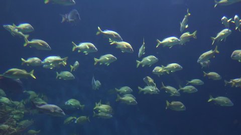 Fish Floating Water Stock Footage Video (100% Royalty-free) 1026140099 ...