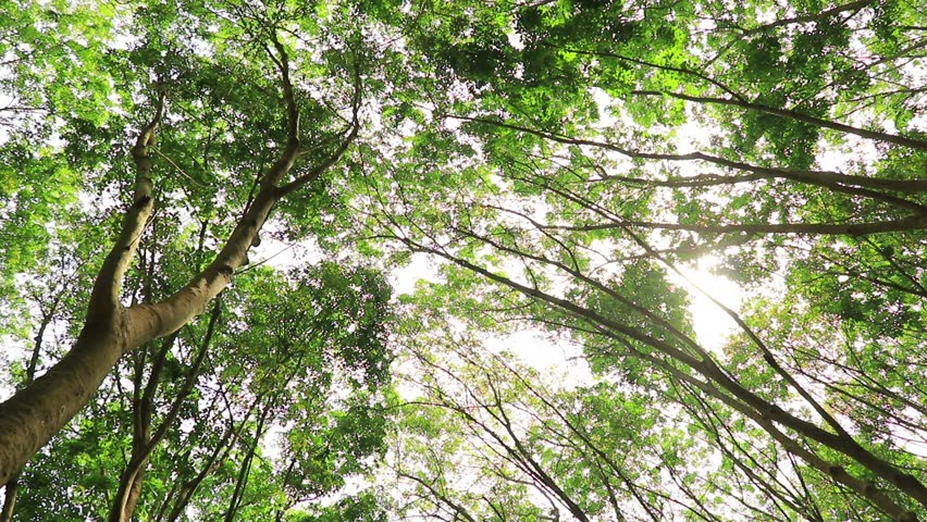 tree movement forest background Stock Footage Video (100% Royalty-free ...