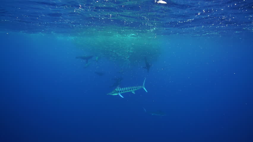 Striped Marlin, Sailfish and California Stock Footage Video (100% ...