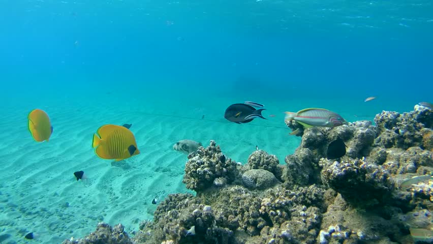 underwater cleaning station on coral reef Stock Footage Video (100% ...