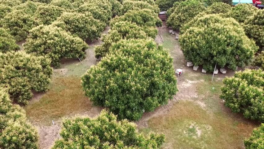 Aerial View Over the Mango Stock Footage Video (100% Royalty-free ...