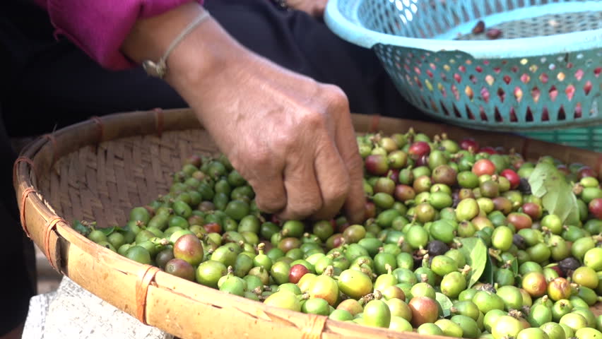 Hand Picking Separating Raw Arabica Coffee Stock Footage Video (100% ...