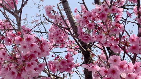 moving pink blooming sakura cherry blossom Stock Footage Video (100% ...