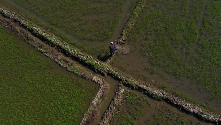 Farmer Work Digging Trench Water Rice Stock Footage Video (100% Royalty ...