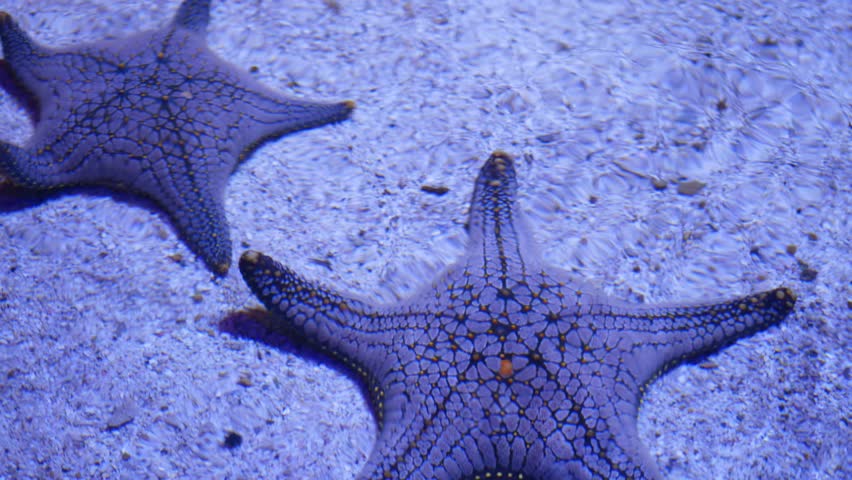 Ocean Tropical Exotic Starfish On Stock Footage Video (100% Royalty ...