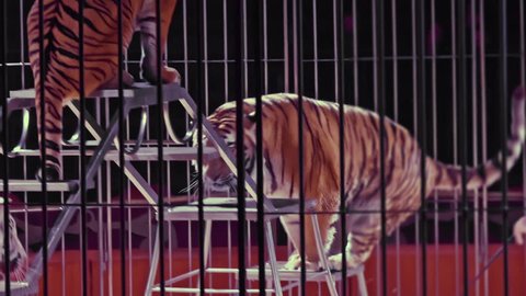 Angry Tiger Circus Show Gets Whipped Stock Footage Video (100% Royalty ...