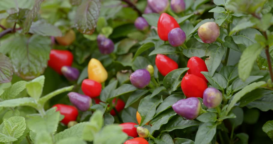 cherry pepper plant Stock Footage Video (100% Royalty-free) 1026435023 ...