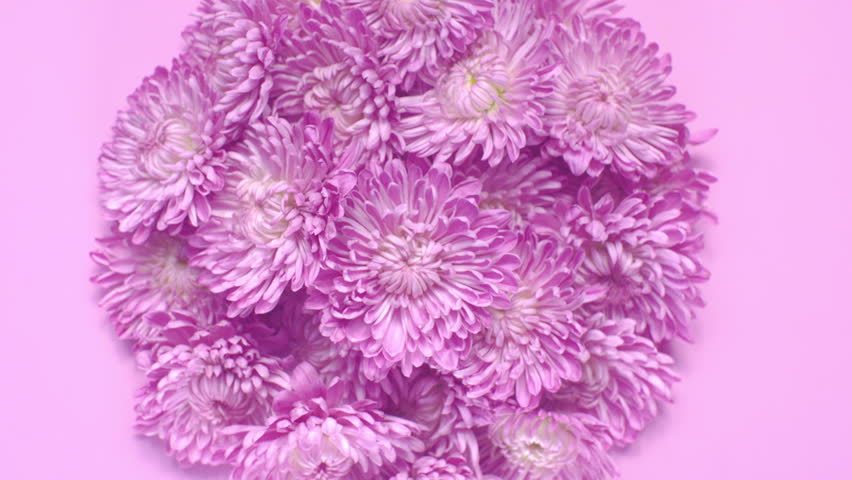 A Group of Pink Cremon Stock Footage Video (100% Royalty-free ...