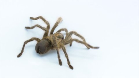 Chilli Rose Tarantula Spider Isolated On Stock Photo 1662410068 ...