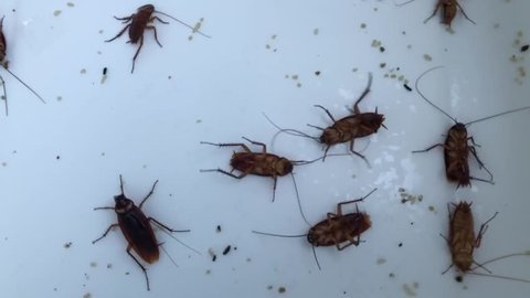 Swarm Cockroaches Cg Animated Silhouettes On Stock Footage Video (100% ...