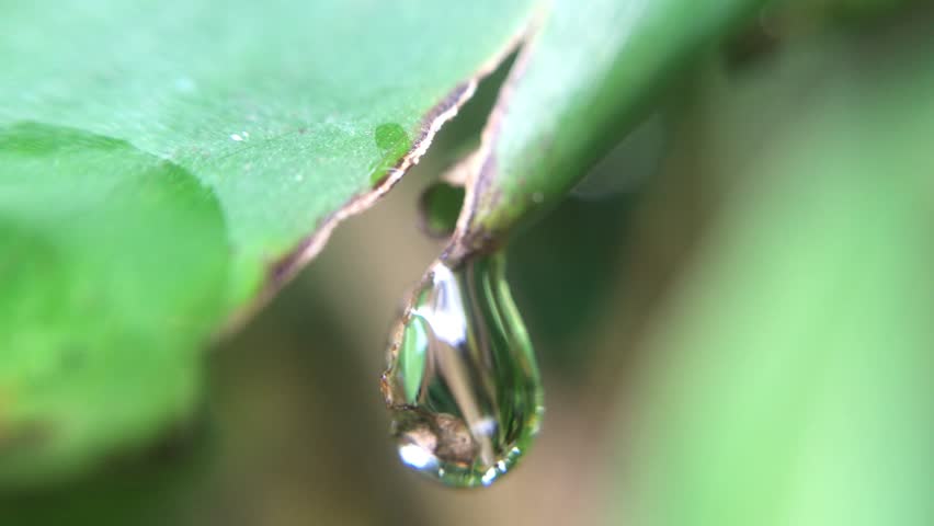 Drop Falls Down Edge Leaves Stock Video Footage - 4K and HD Video Clips ...