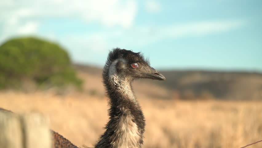 various emu shots taken sunset on Stock Footage Video (100% Royalty ...