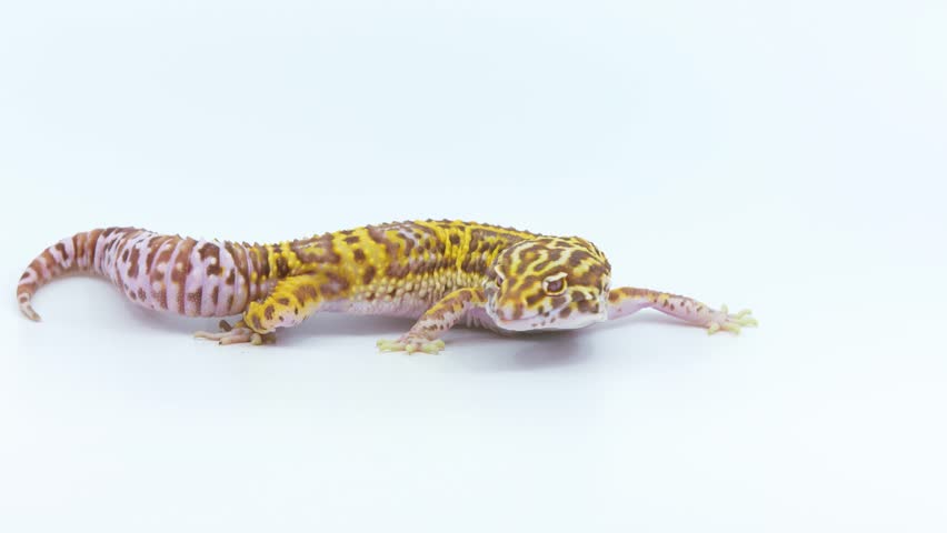 Common Leopard Gecko image - Free stock photo - Public Domain photo ...