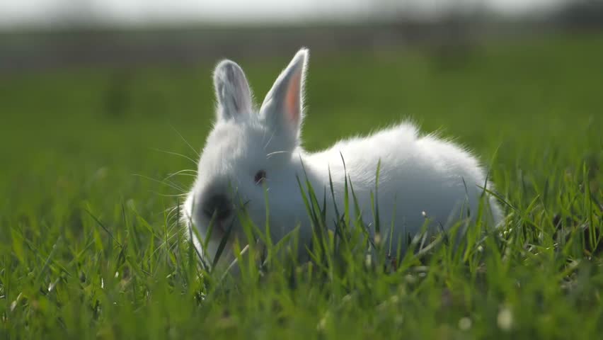 easter bunny french Stock Footage Video (100% Royalty-free) 1129618 ...