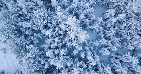 Top Down View Forest Winter Winter Stock Photo (Edit Now) 1238614240