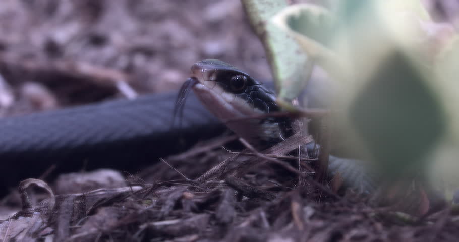 Southern Black Racer Snake Stock Video Footage - 4K and HD Video Clips ...